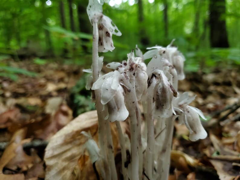 Whole Dried Ghost Pipe (monotropa Uniflora), Ethically Wild-foraged ...