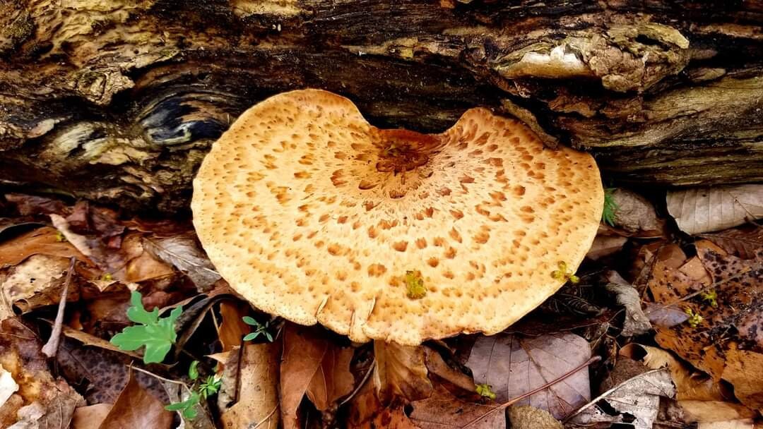 Wild Harvested Pheasant Back Mushroom: Dried Hawk's Wing (14 G) - Etsy