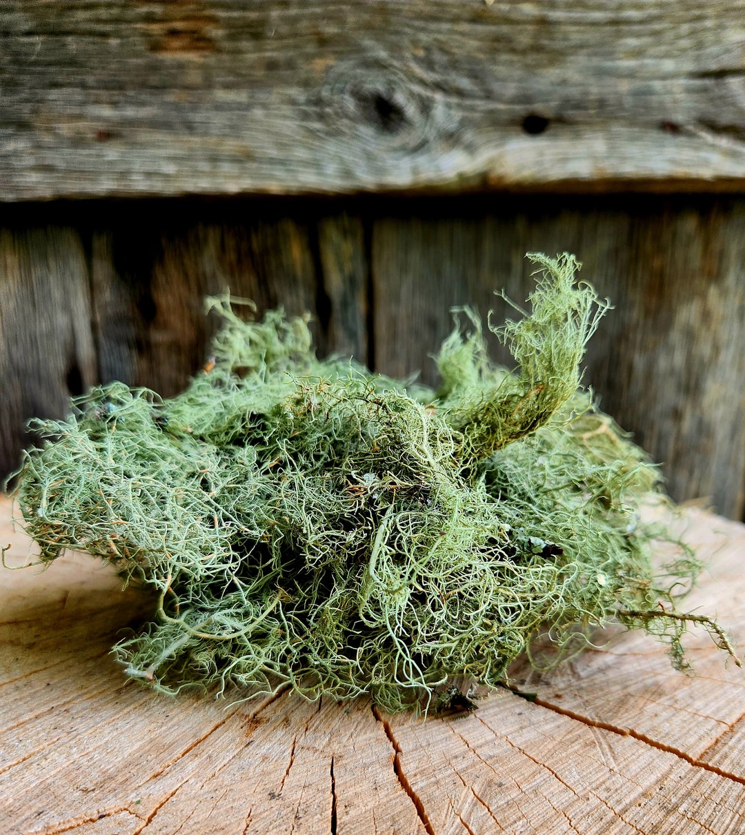 Old Man’s Beard Usnea Lichen (usnea Barbata), Ethically Wild-foraged 14 ...