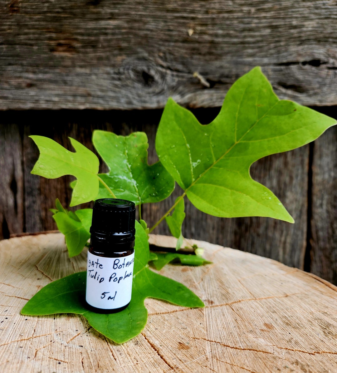 Tulip Poplar (liriodendron Tulipifera) Essential Oil, Sustainably Wild ...