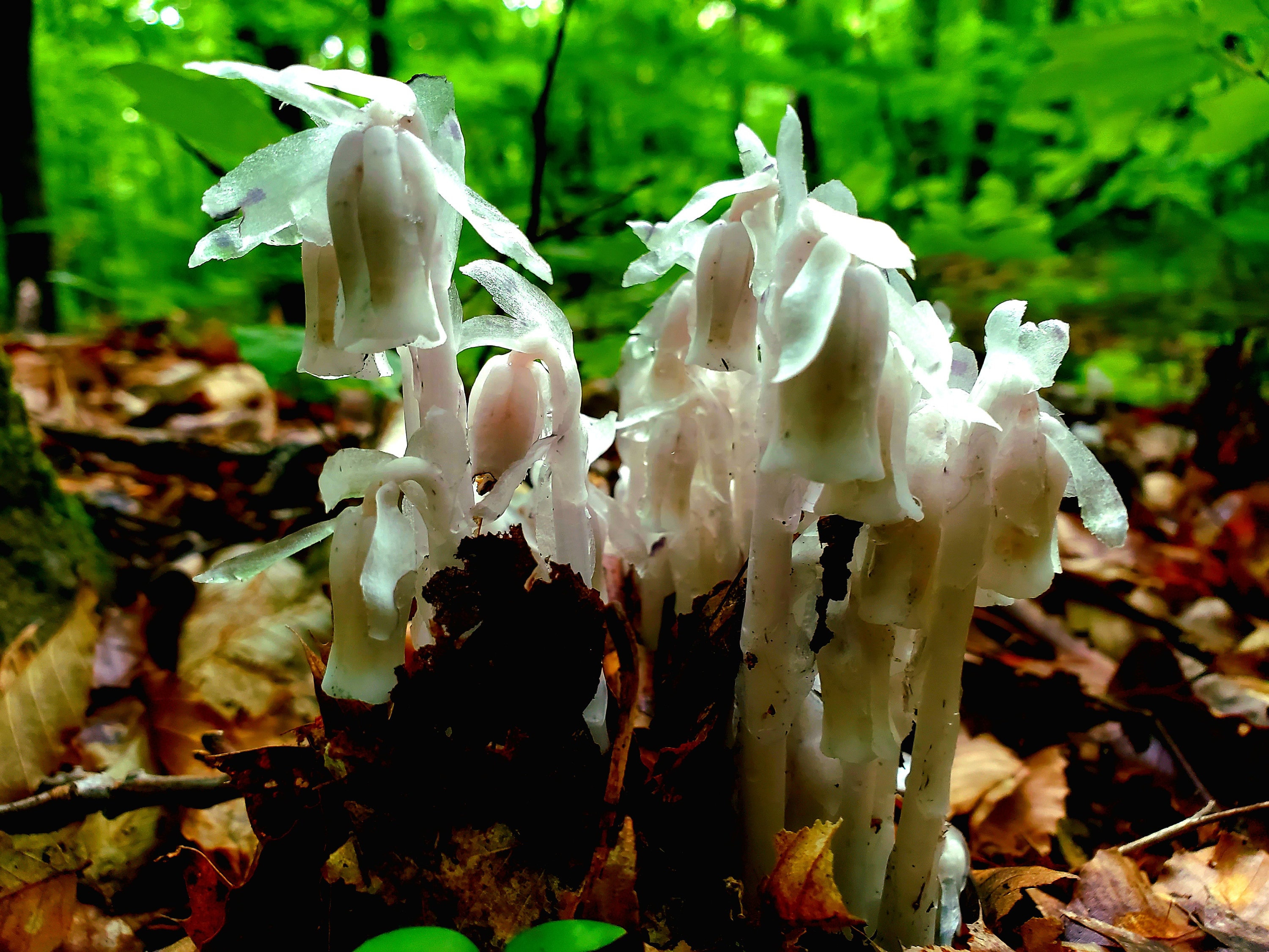 Whole Dried Ghost Pipe (monotropa Uniflora), Ethically Wild-foraged ...