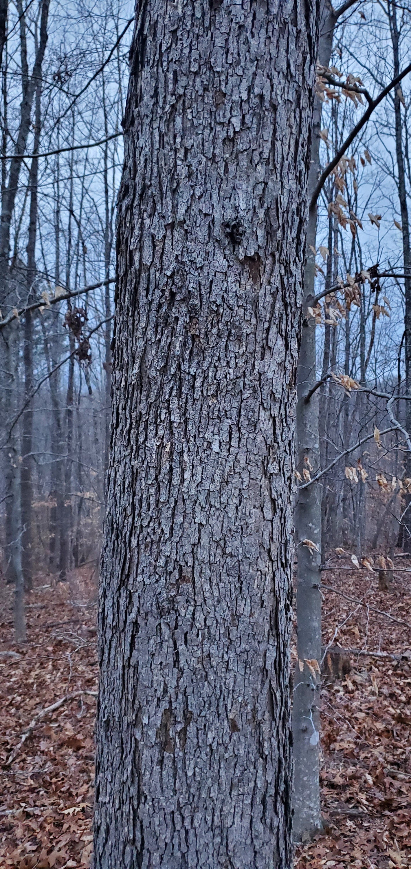 White Oak Bark quercus Alba, Dried, Sustainably Wild-harvested - Etsy