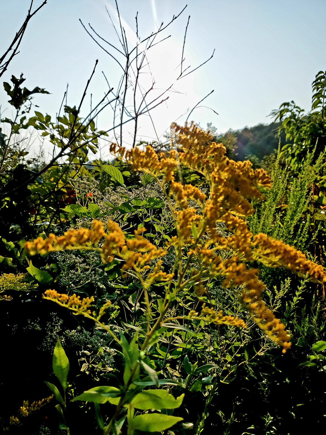 Goldenrod Leaf & Stem and Flower (solidago Canadensis), Wild-harvested ...