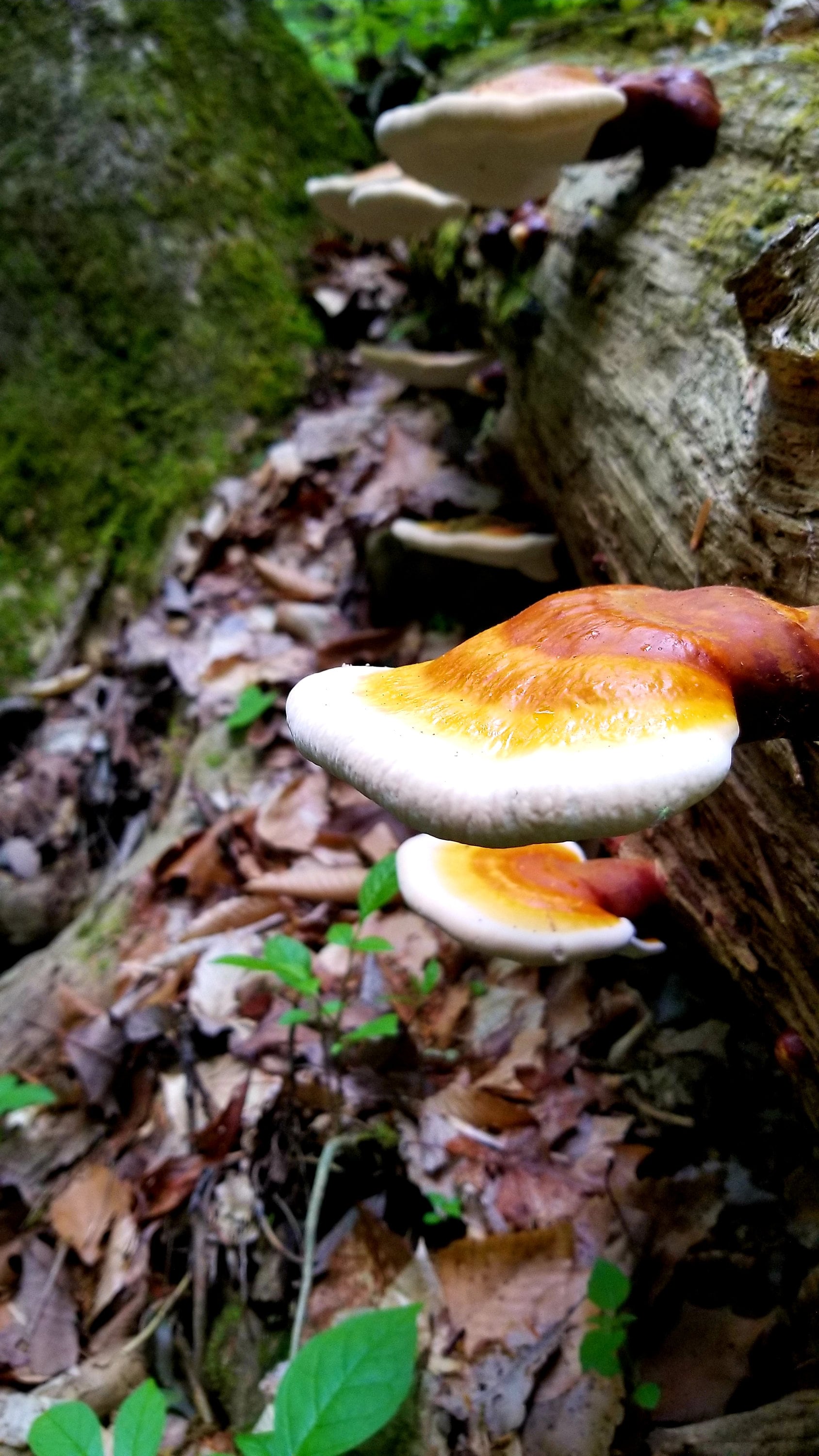 Hemlock Reishi ganoderma Tsugae, Dried and Sliced, Ethically Wild ...