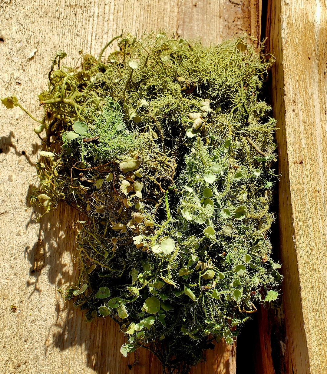 Bristly Beard Lichen (usnea Strigosa), Old Man's Beard, Dried ...