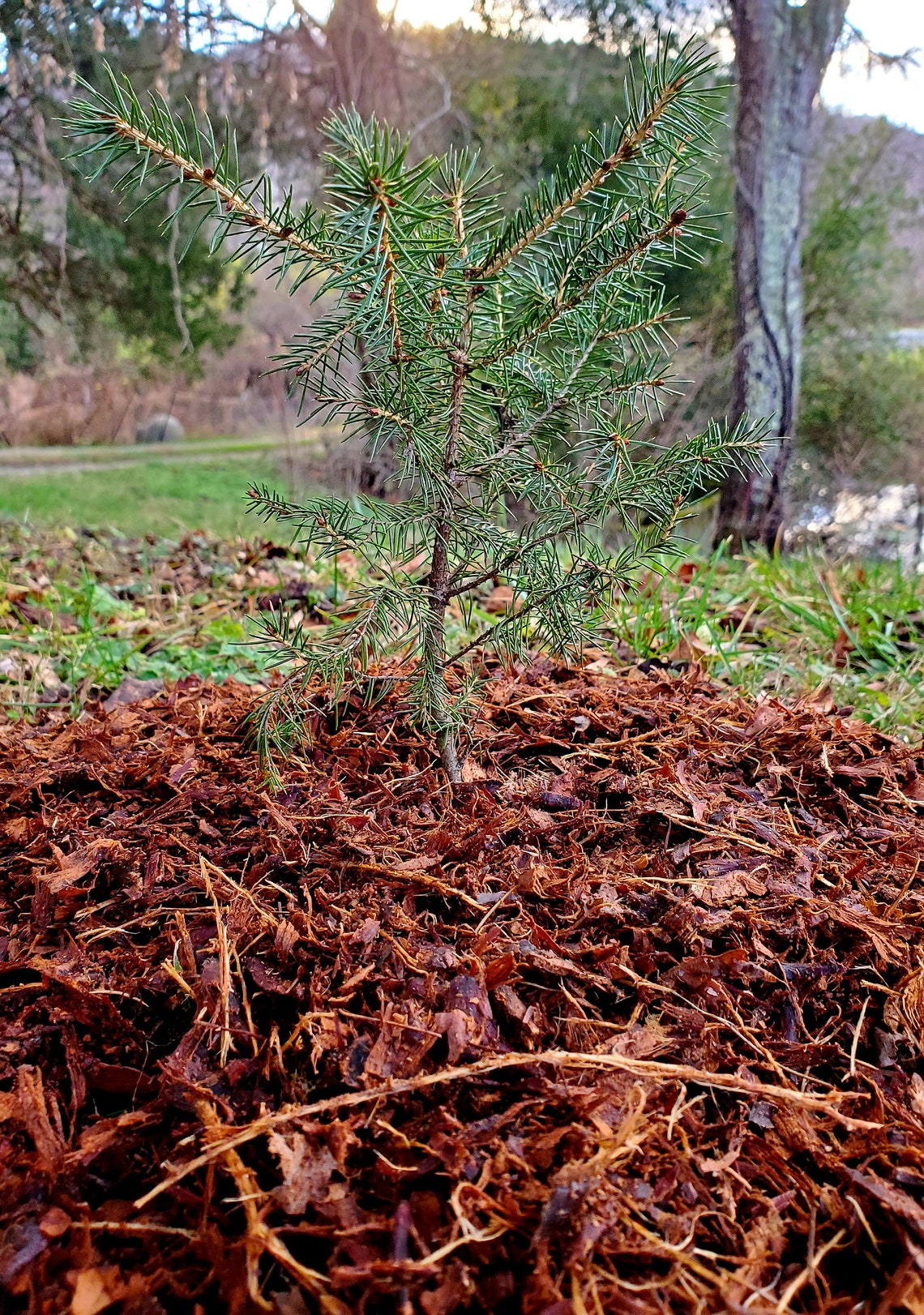 Eastern White Pine pinus Strobus Cone Mulch, 0.5 Cubic Ft, Sustainably ...