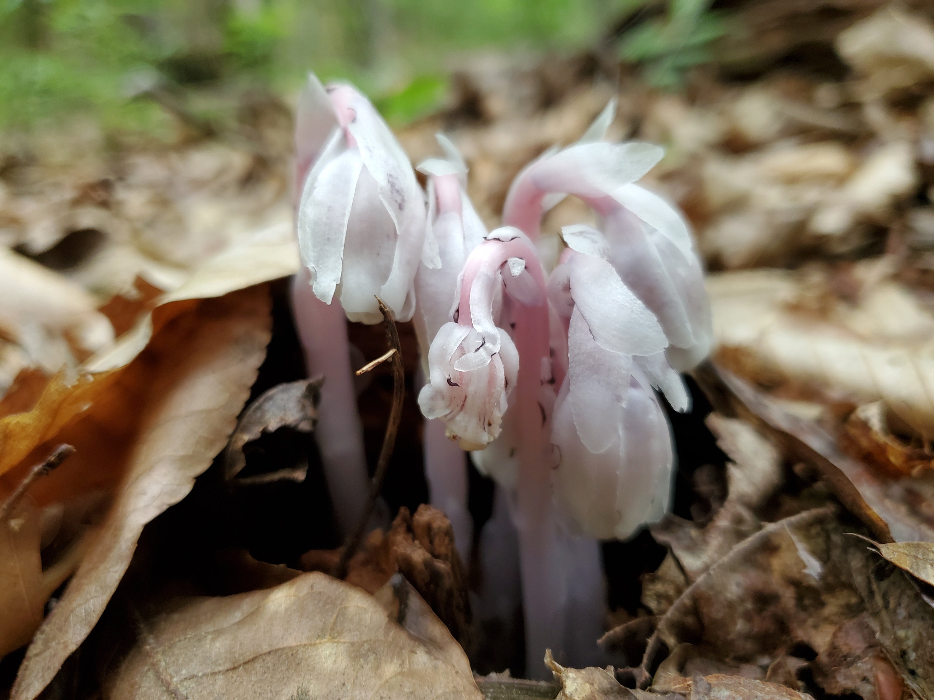 Whole Dried Ghost Pipe (monotropa Uniflora), Ethically Wild-foraged ...