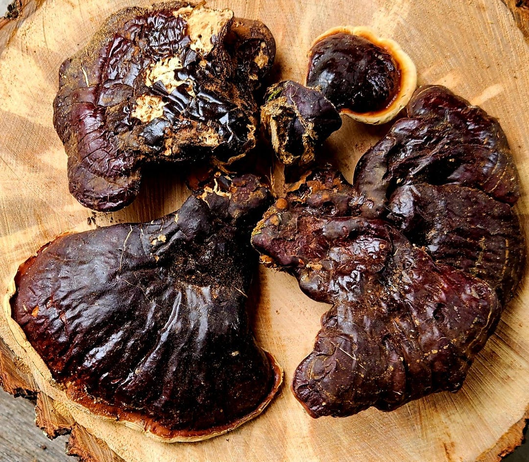 Hemlock Reishi ganoderma Tsugae, Dried Whole Mushroom Lot of 4 Conks ...