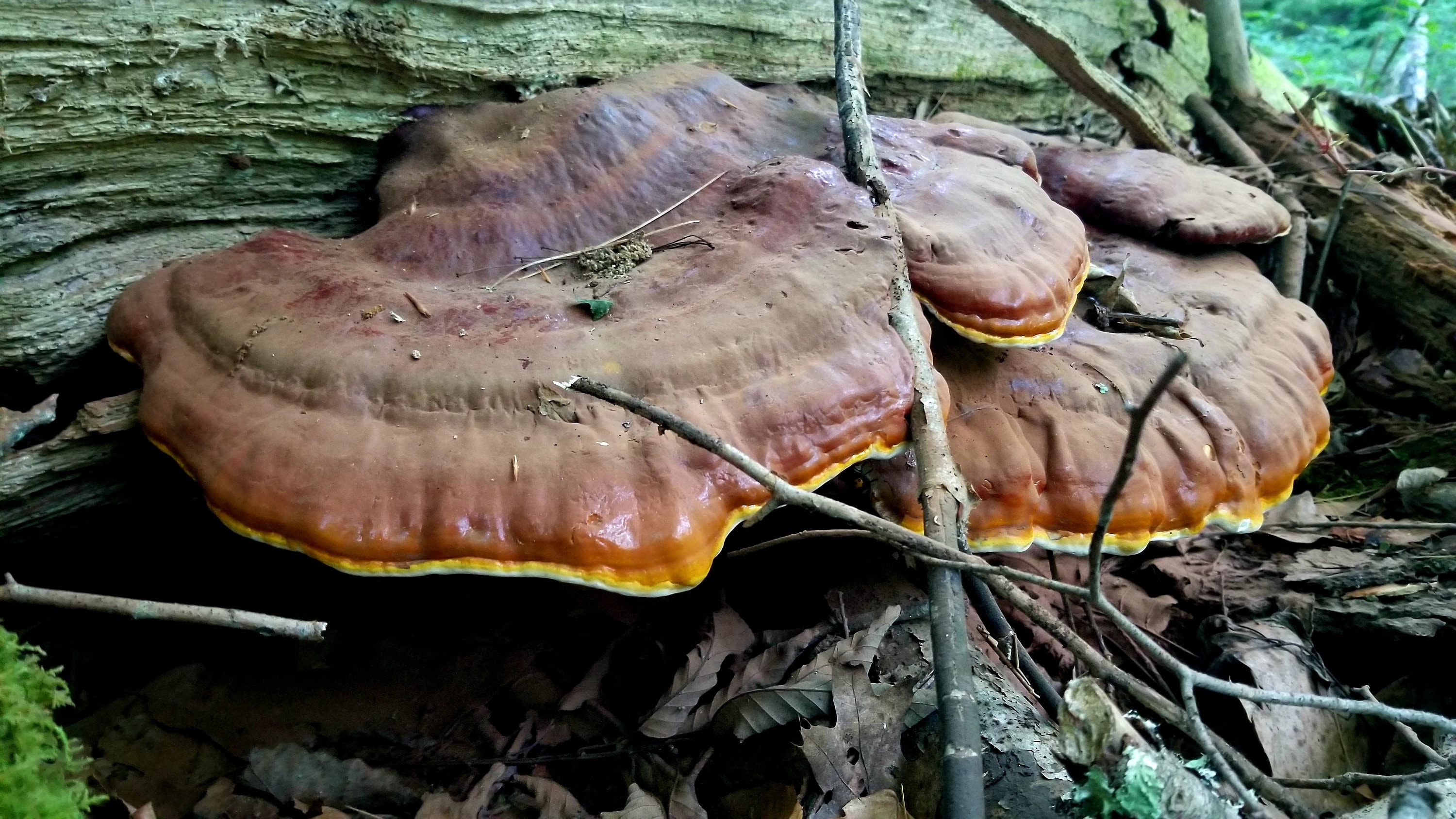 Hemlock Reishi ganoderma Tsugae, Dried and Sliced, Ethically Wild ...
