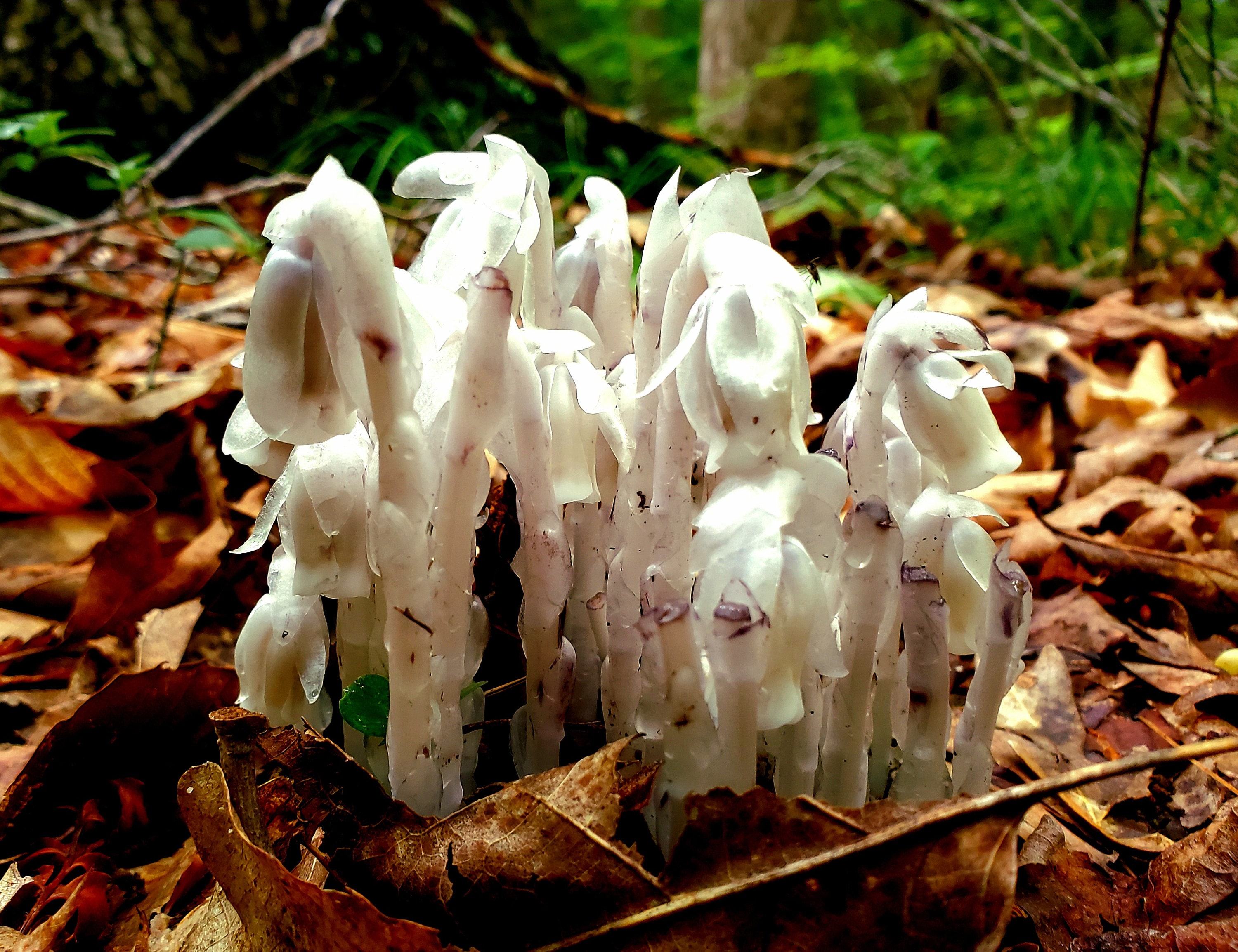 Whole Dried Ghost Pipe (monotropa Uniflora), Ethically Wild-foraged ...