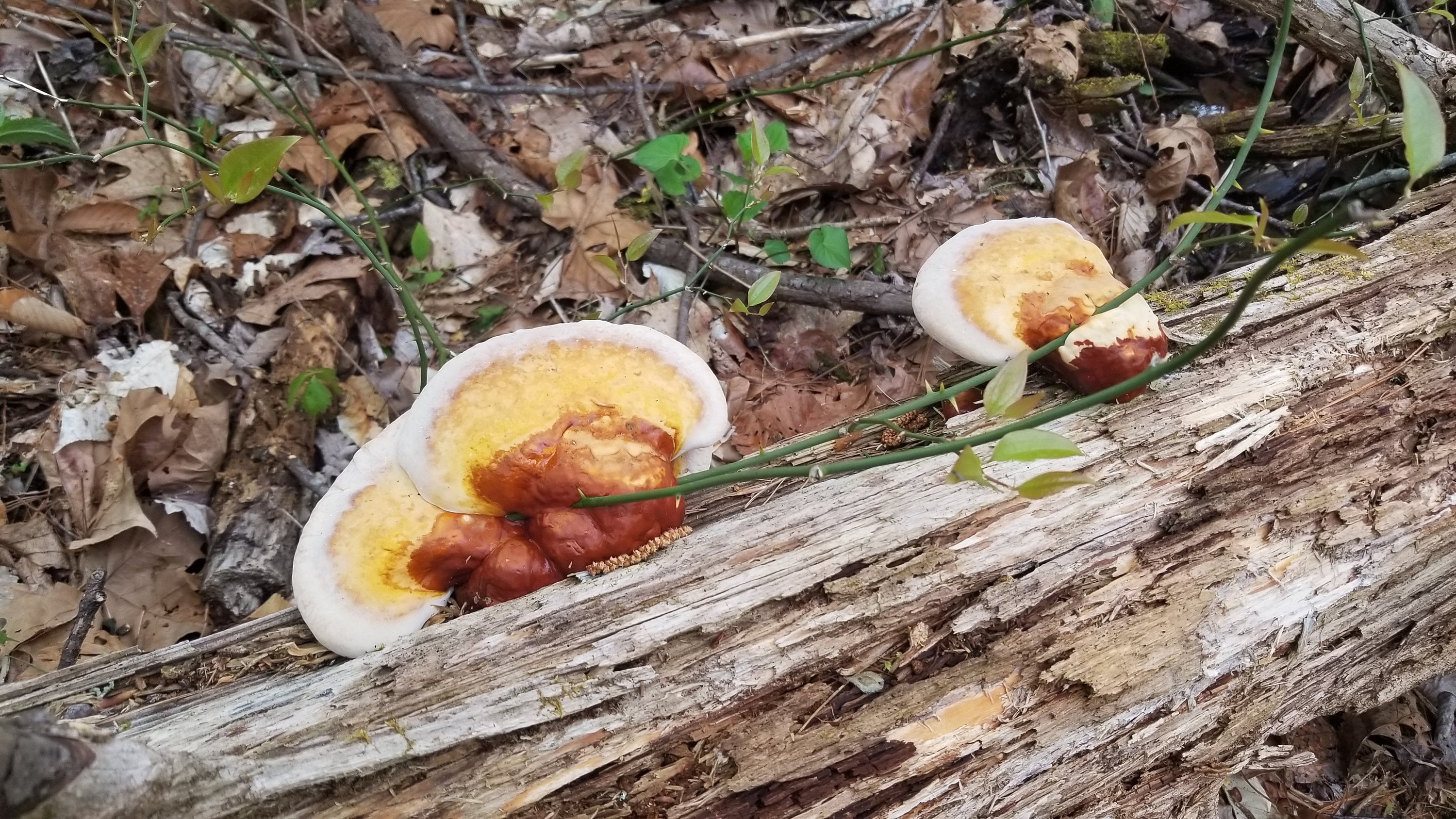 Hemlock Reishi ganoderma Tsugae, Dried and Sliced, Ethically Wild ...