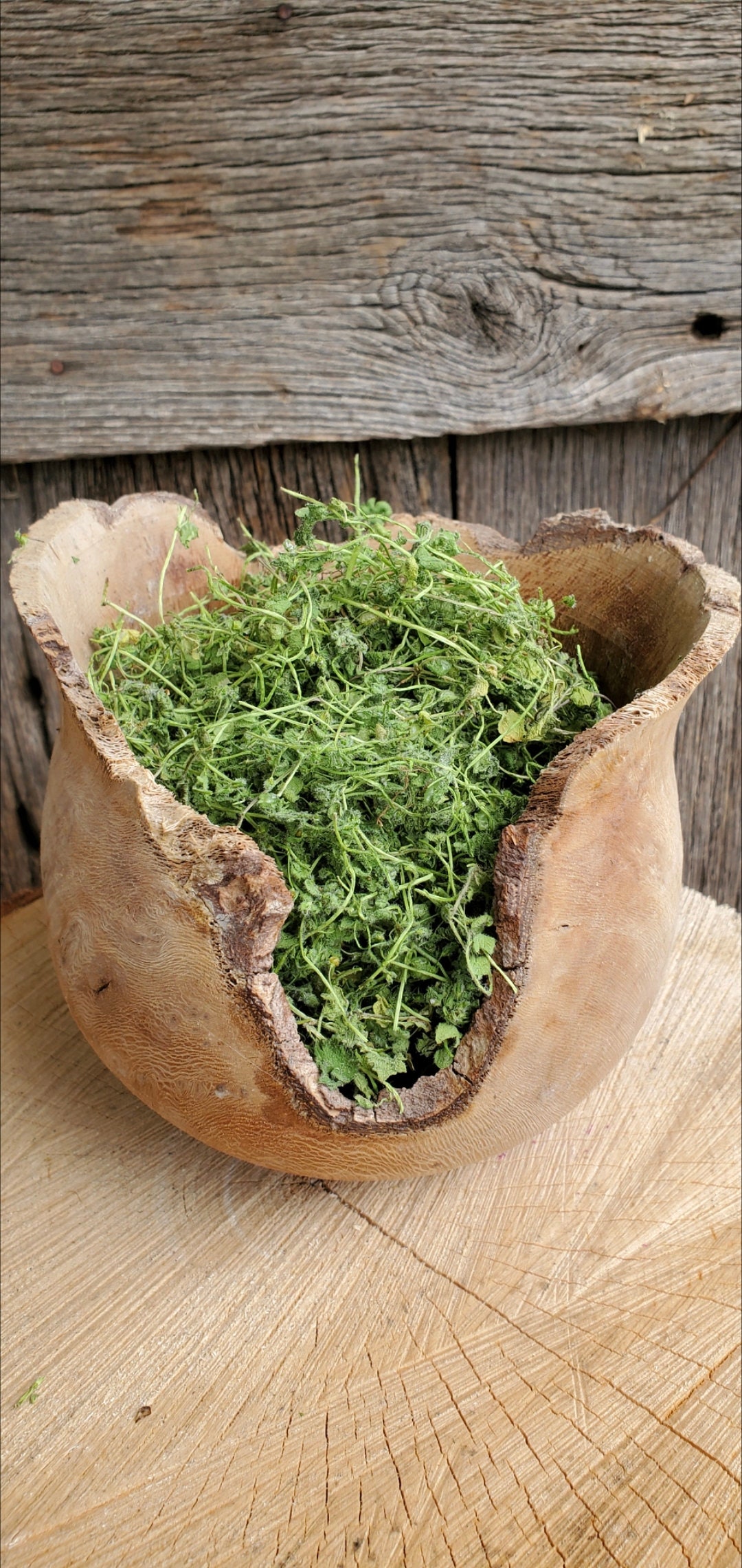 Ivy Leaf Speedwell (veronica Hederifolia) Wild Foraged, Dried 1 Oz. - Etsy