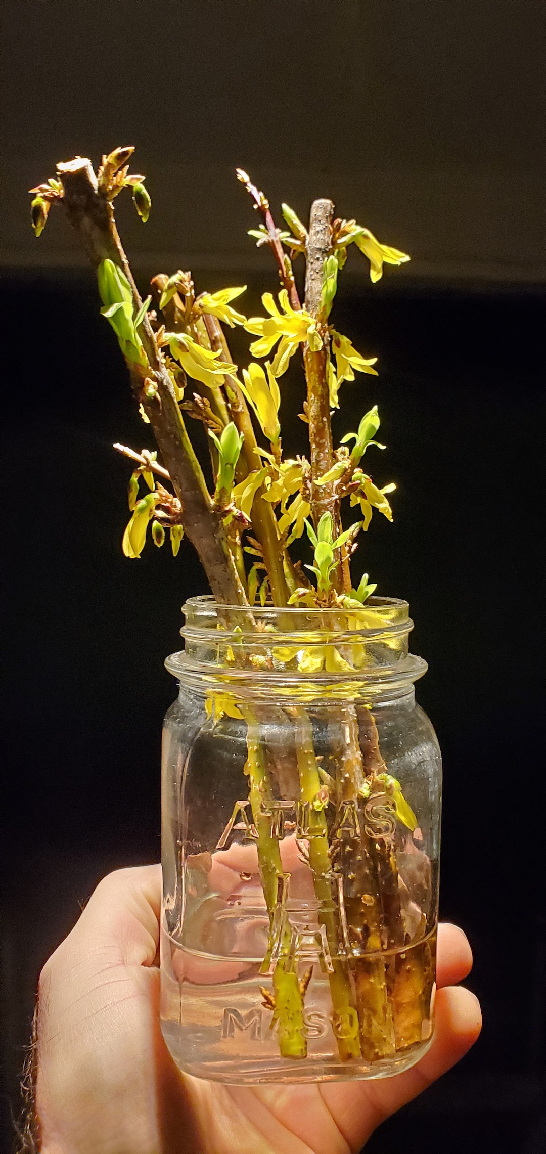 12 Fresh Forsythia Cuttings - Etsy