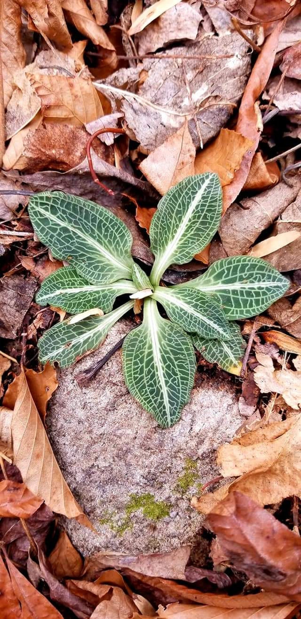 Downy Rattlesnake Plantain Orchids goodyear Pubescens Bare - Etsy