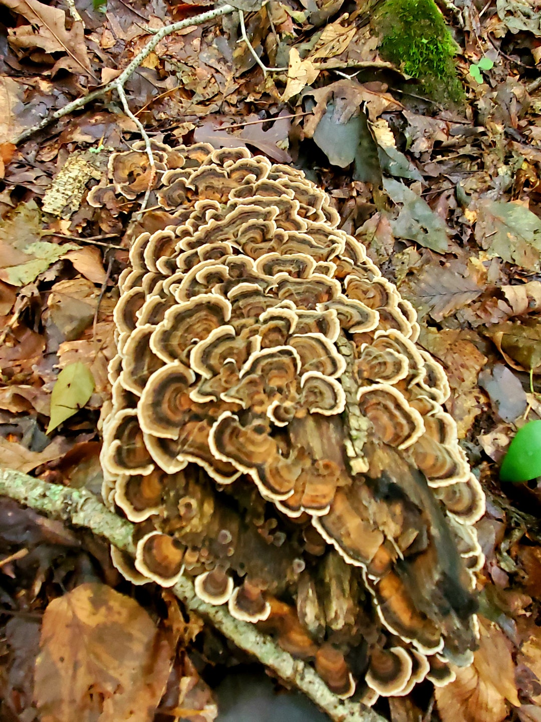 Turkey Tail Mushroom (trametes Versicolor), Dried, Ethically Wild ...