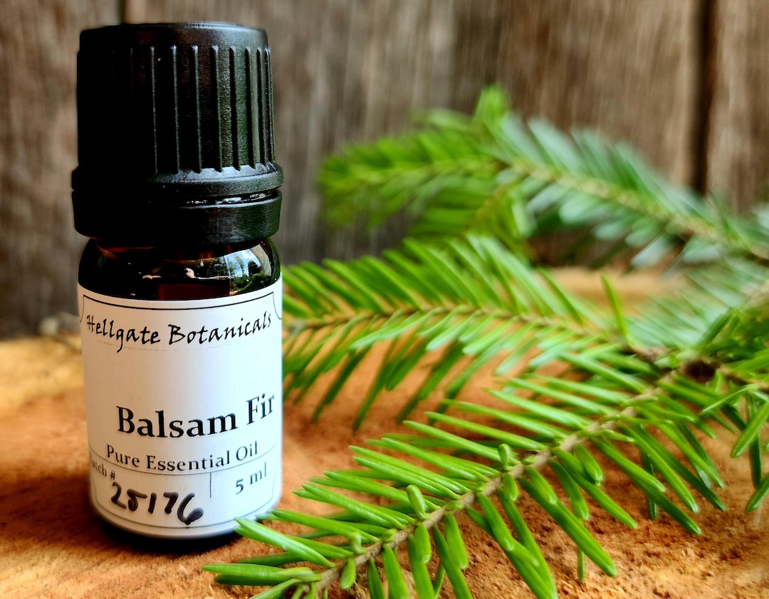 Adirondack Balsam Fir (abies Balsamea) Essential Oil, Sustainably Wild ...