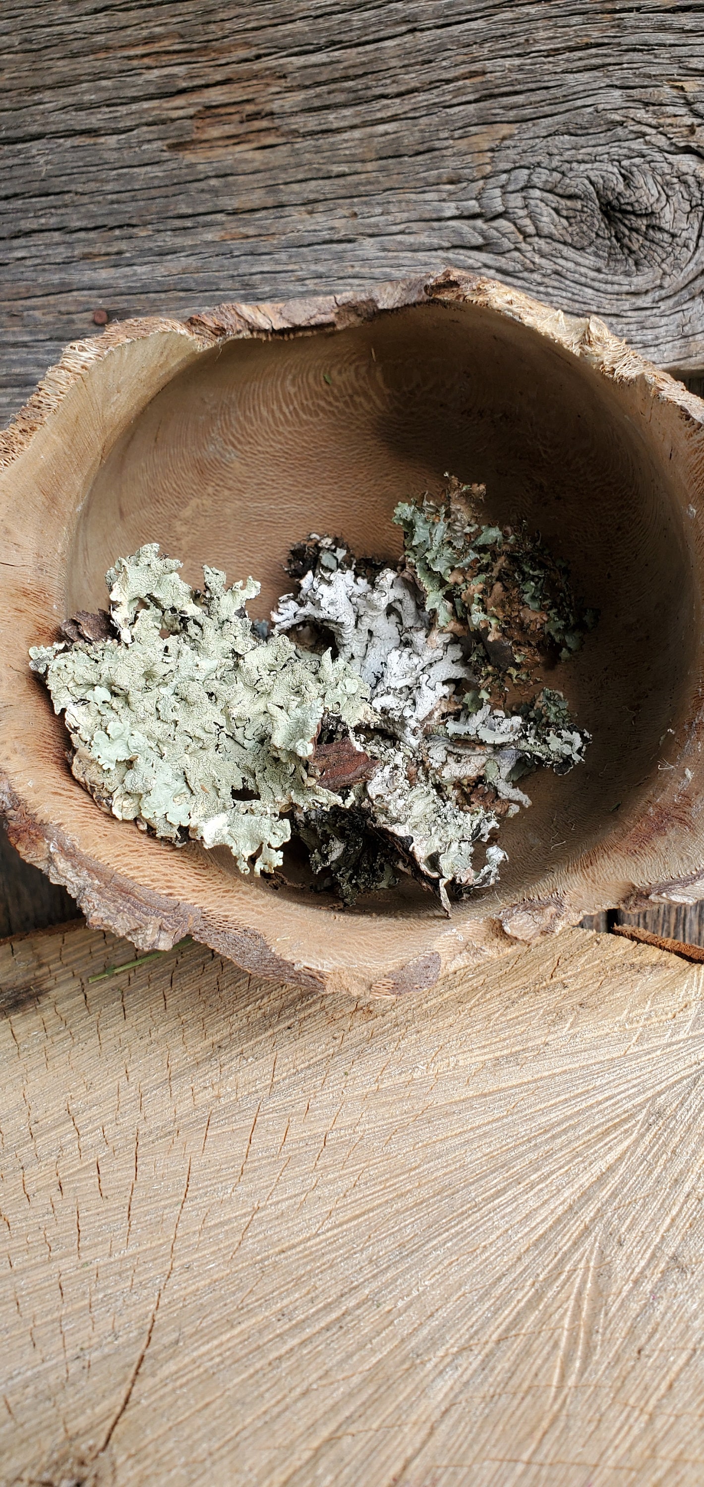 Tree Lichen, Assorted, Ethically Wild-foraged Dried 10 G - Etsy