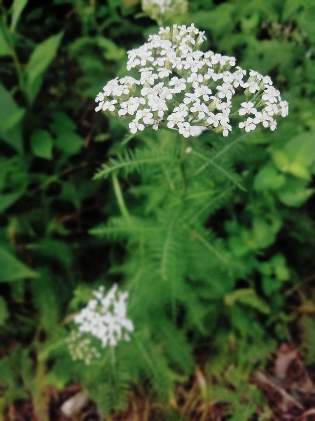 Wild-harvested Yarrow (achillea Millefolium) Leaf, Dried - Etsy