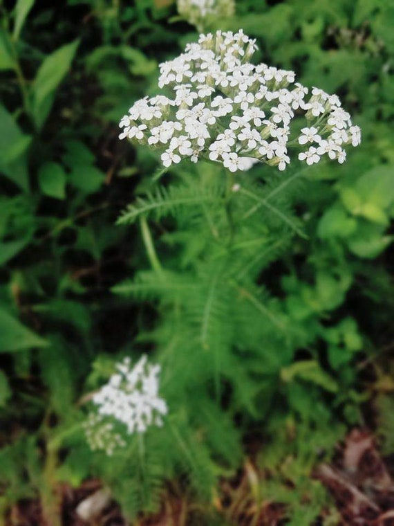 Wild Yarrow