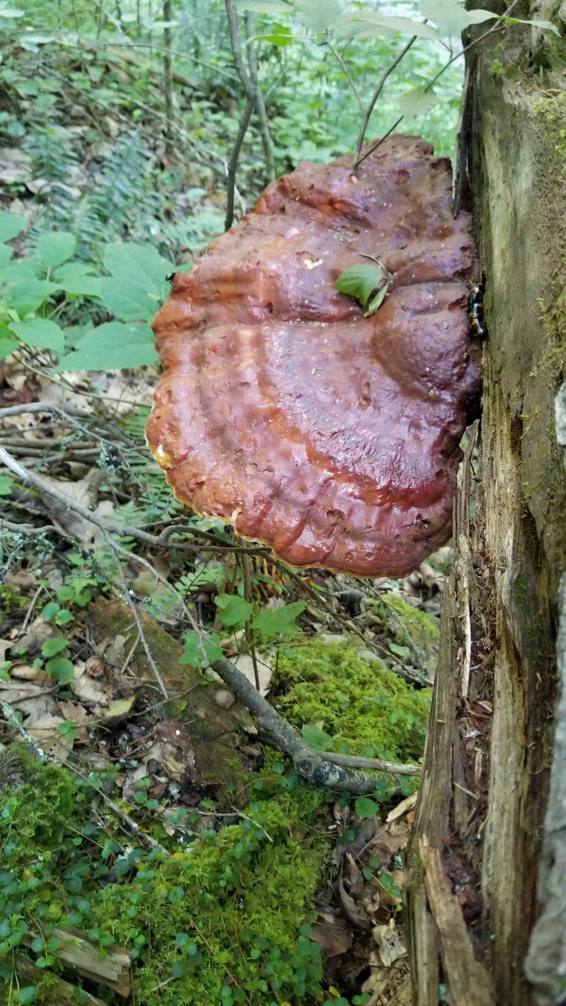 Hemlock Reishi ganoderma Tsugae, Dried and Sliced, Ethically Wild ...