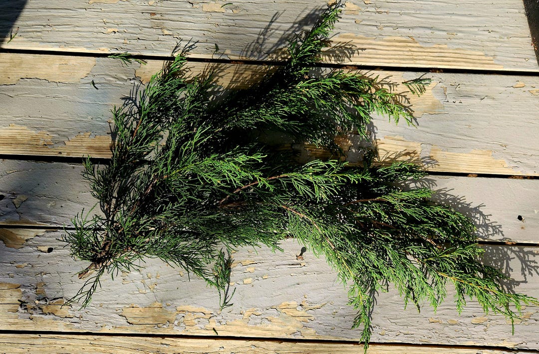 Fresh Cut Cedar Branches - Etsy
