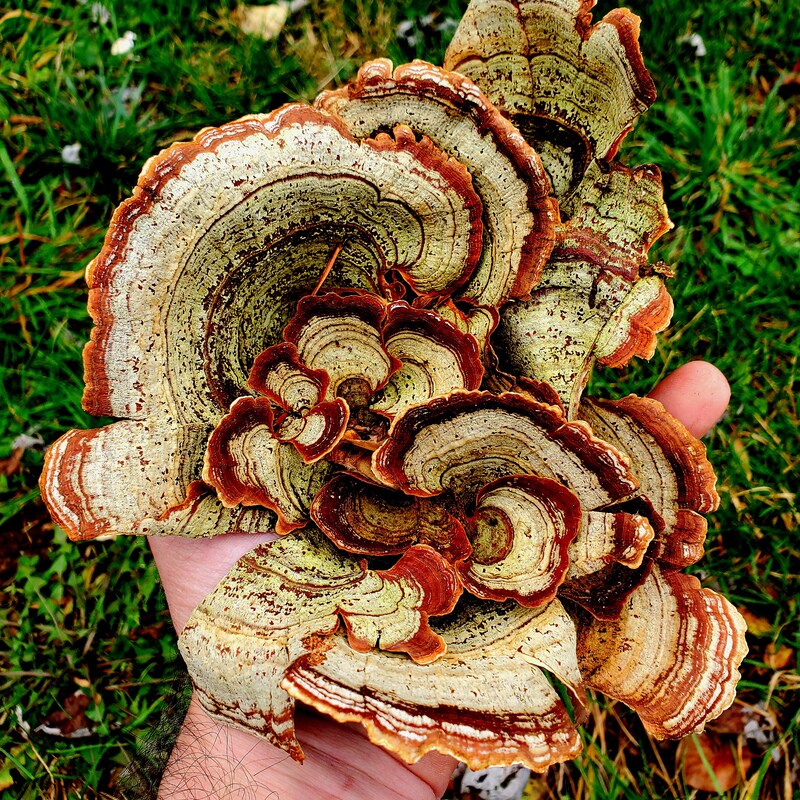 Real Mushroom Art - Etsy