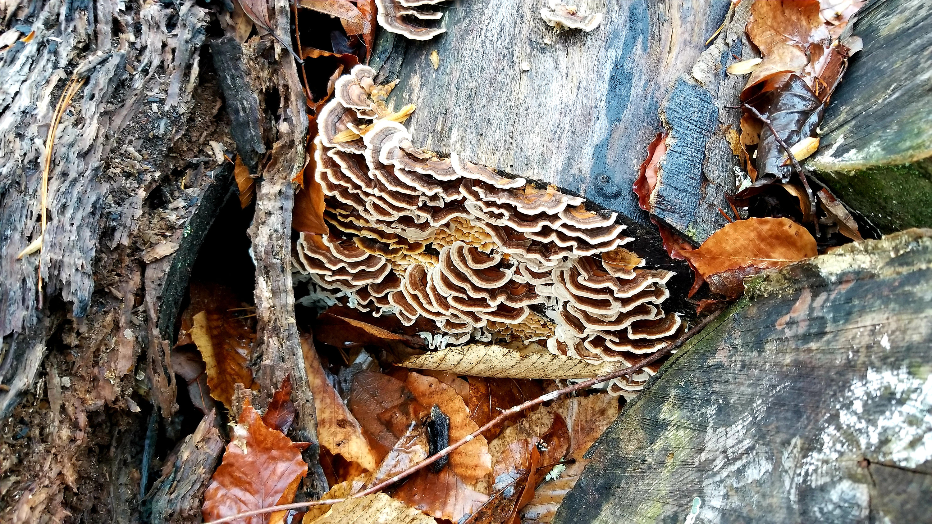 Turkey Tail Mushroom trametes Versicolor, Dried, Ethically Wild-foraged ...