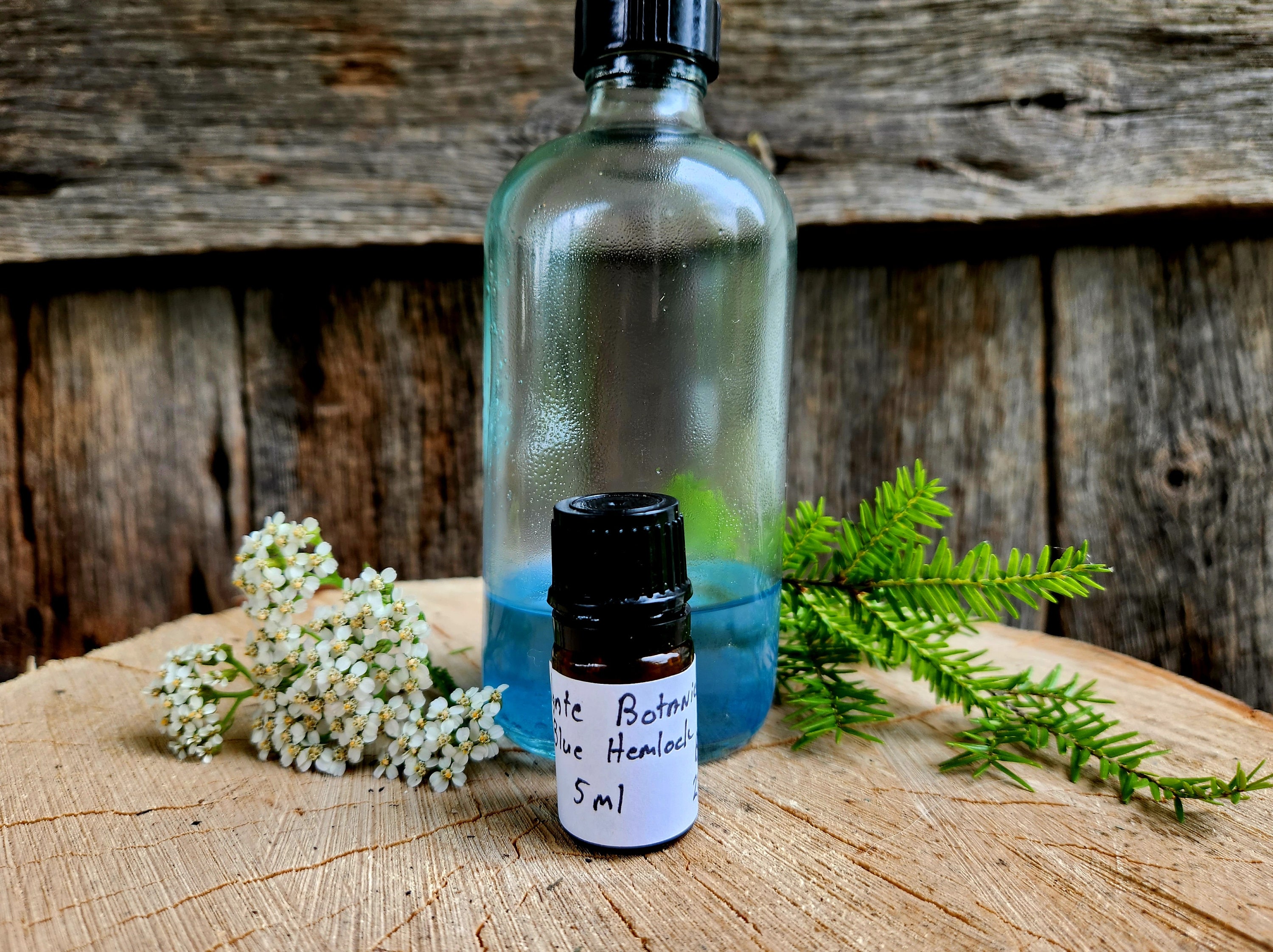 Blue Hemlock (tsuga Canadensis) Essential Oil, Sustainably Wild ...