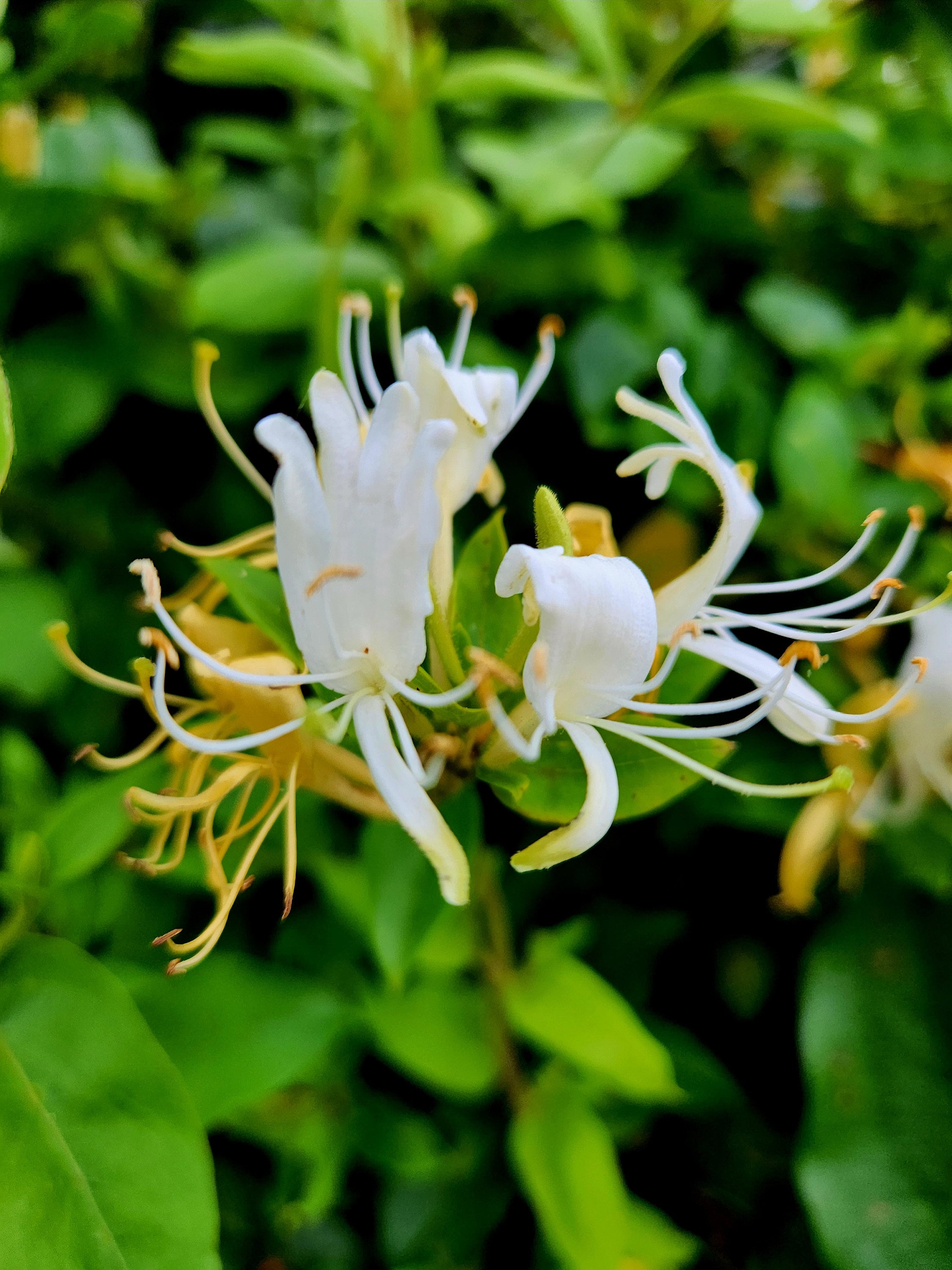 Honeysuckle Petals lonicera Caprifolium, Dried 1 Oz - Etsy