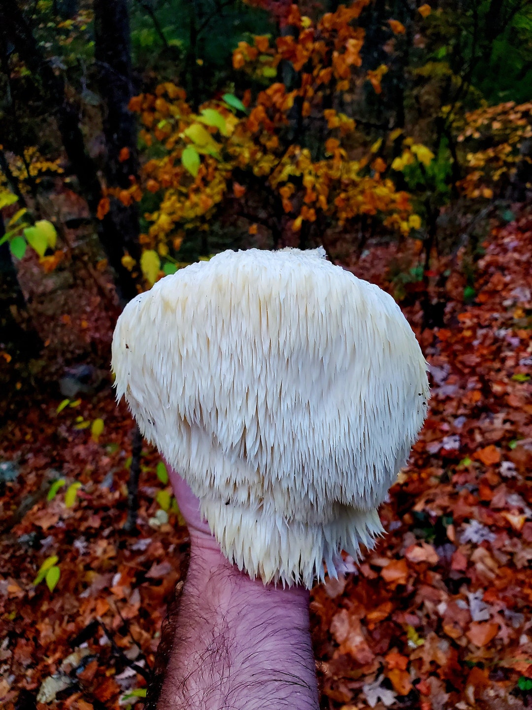 Wild Lion’s Mane Mushroom (hericium Erinaceus), Dried and Powdered, 1 ...