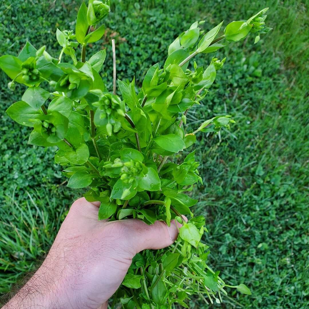 Chickweed (stellaria Media), 1 Oz Dried Ethically Wild-harvested - Etsy