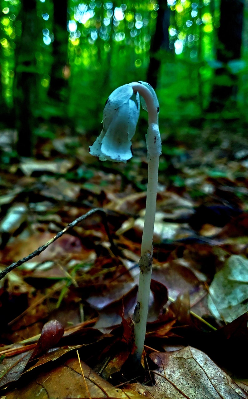 Whole Dried Ghost Pipe (monotropa Uniflora), Ethically Wild-foraged, Indian Pipe - Etsy