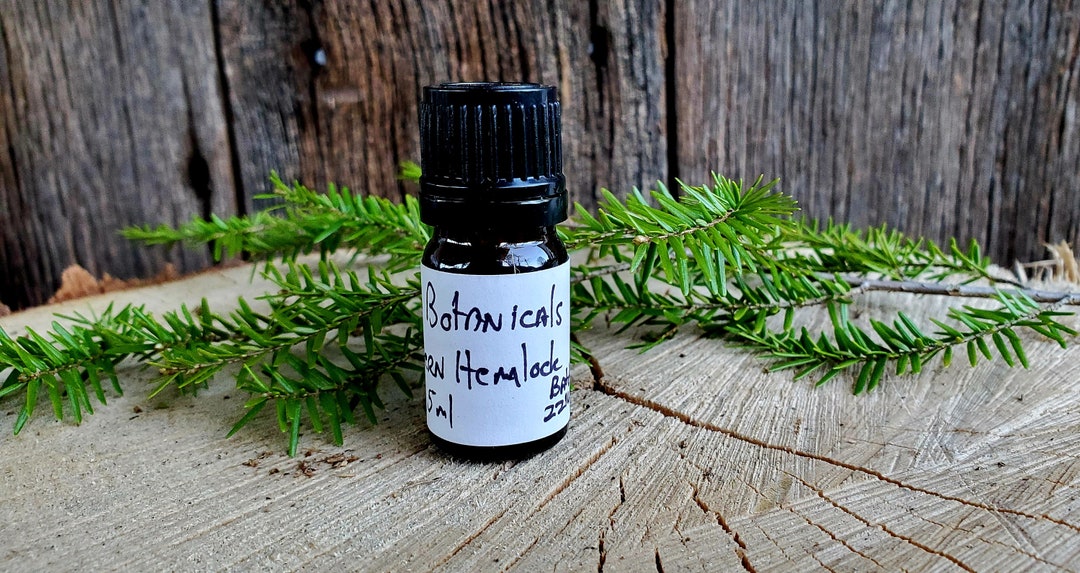 Eastern Hemlock (tsuga Canadensis) Essential Oil, Sustainably Wild ...