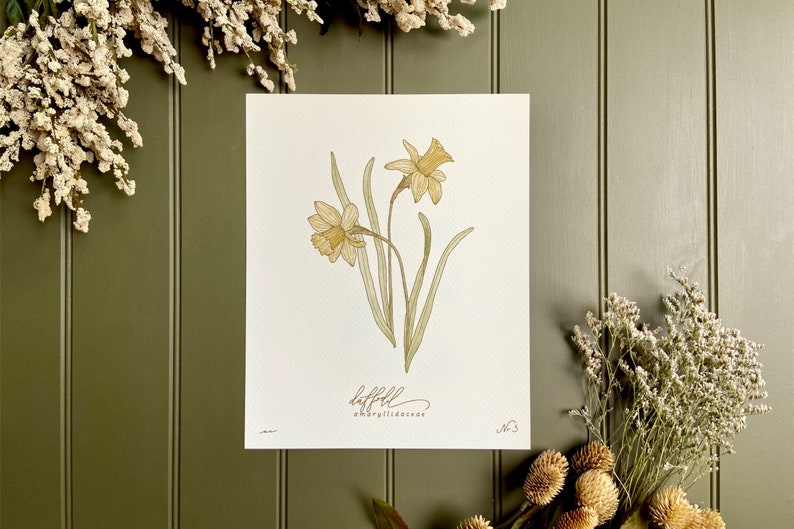 Birth Flower Art Print MARCH | Hand Drawn DAFFODIL | Heirloom Nursery ...