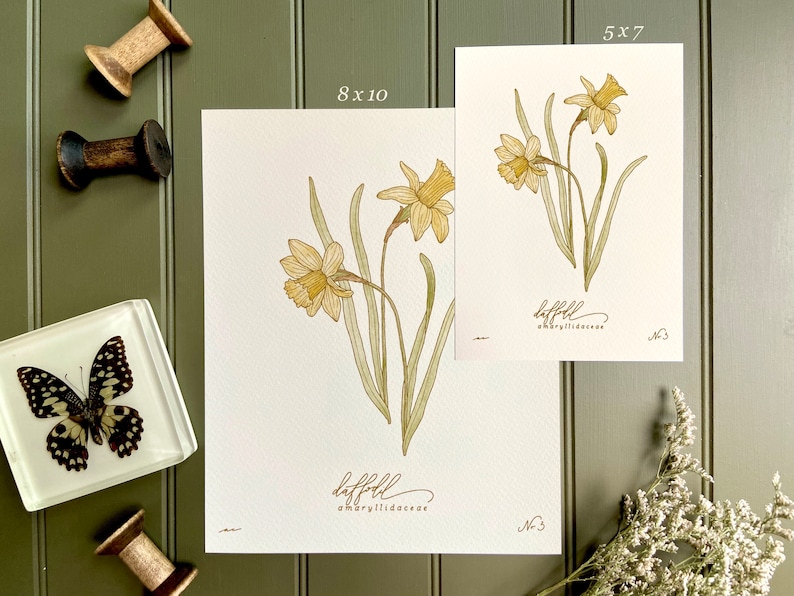 Birth Flower Art Print MARCH | Hand Drawn DAFFODIL | Heirloom Nursery ...