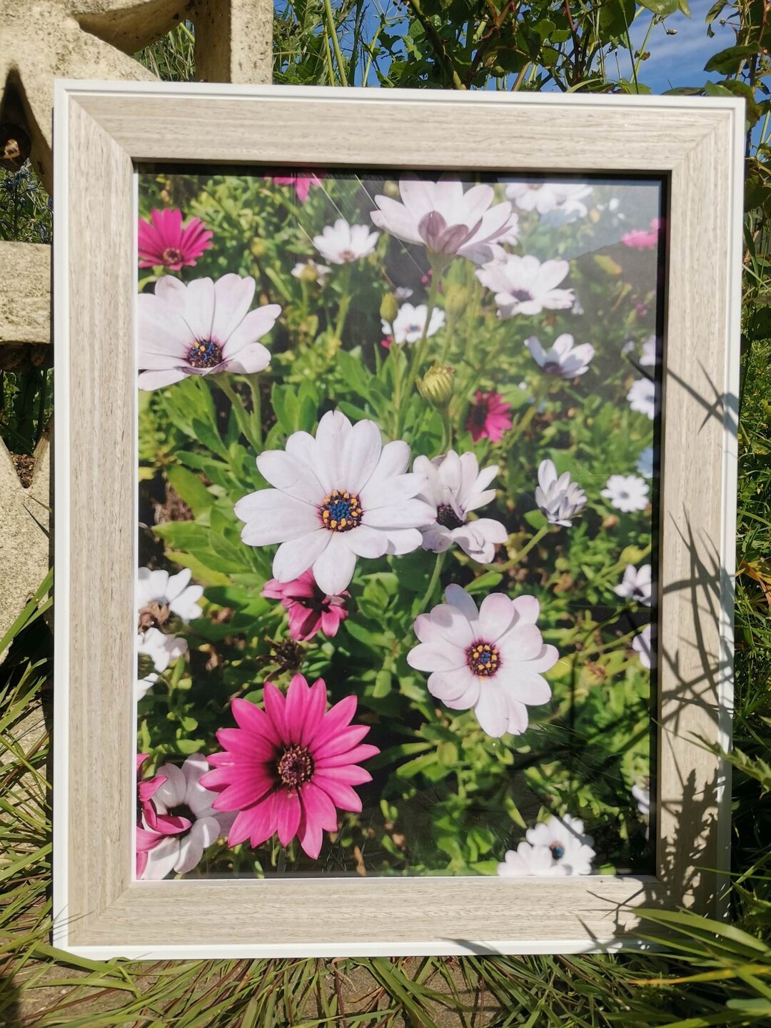 African Daisy. Photo in Frame. - Etsy