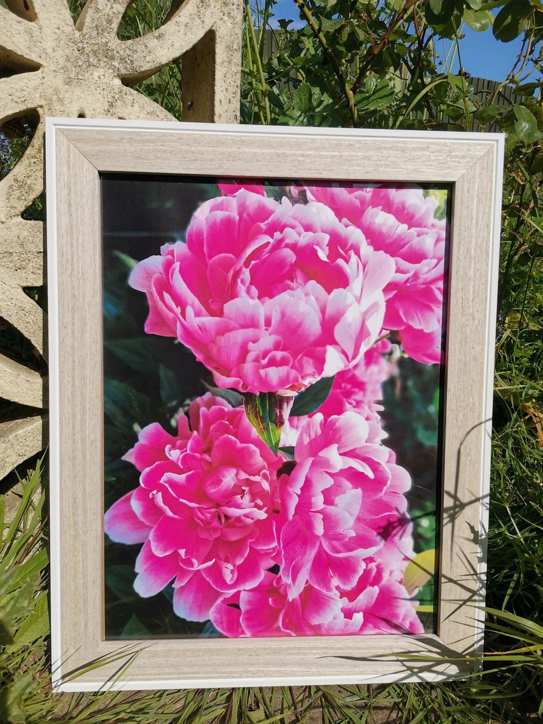 Flowers , Peony, Frame, Photo - Etsy