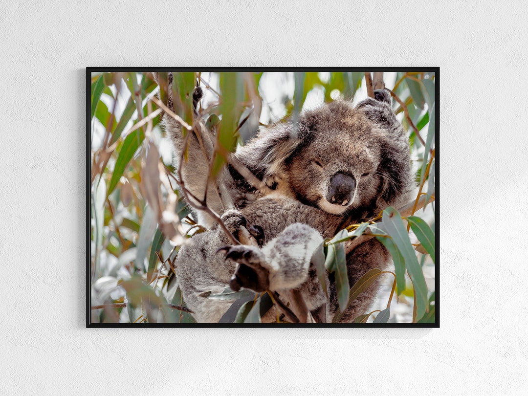 Koala in a Tree Wall Art, Australian Wildlife Photography Print Ac101a ...