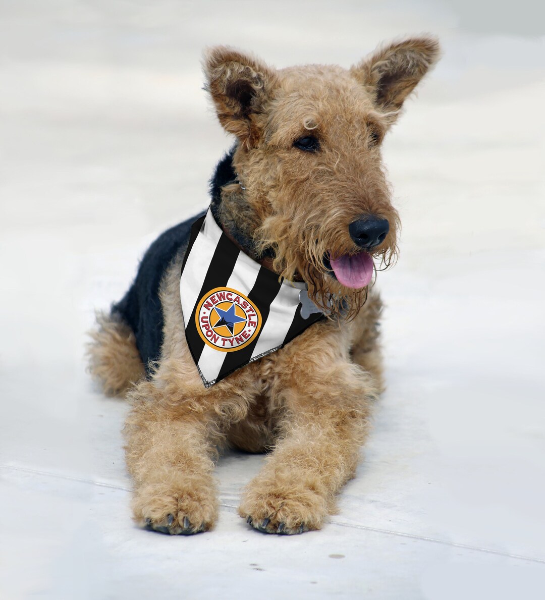 Newcastle Pet Bandana Black & White Stripes Brown Ale NUFC Summer Dog ...