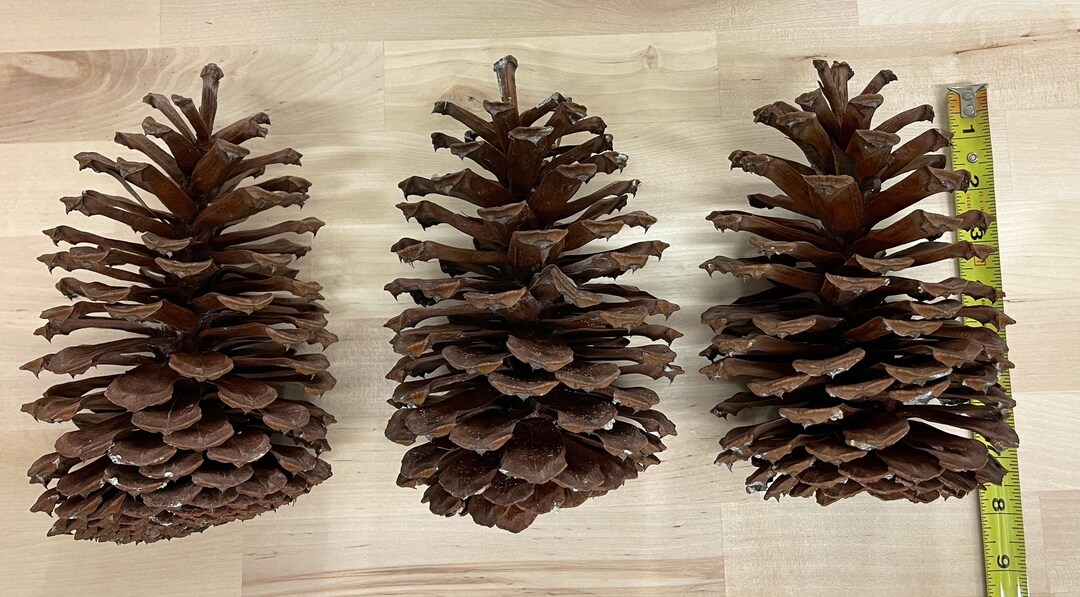 North Carolina Huge Pinecones From Mid-north Carolina / Natural Handpicked From Southern Pines ...
