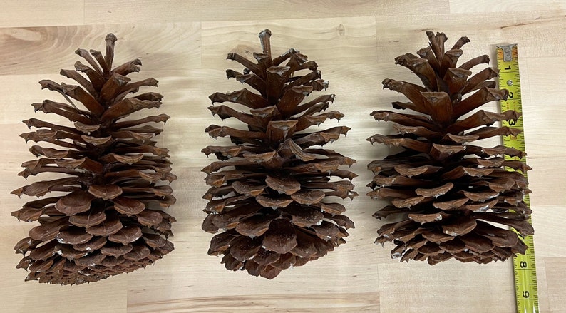 North Carolina Huge Pinecones From Mid-north Carolina / Natural Handpicked From Southern Pines ...