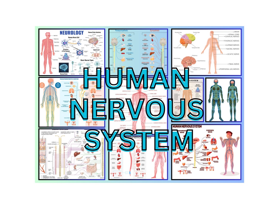 HUMAN NERVOUS SYSTEM Parasympathetic and Sympathetic 10 Digital Posters ...