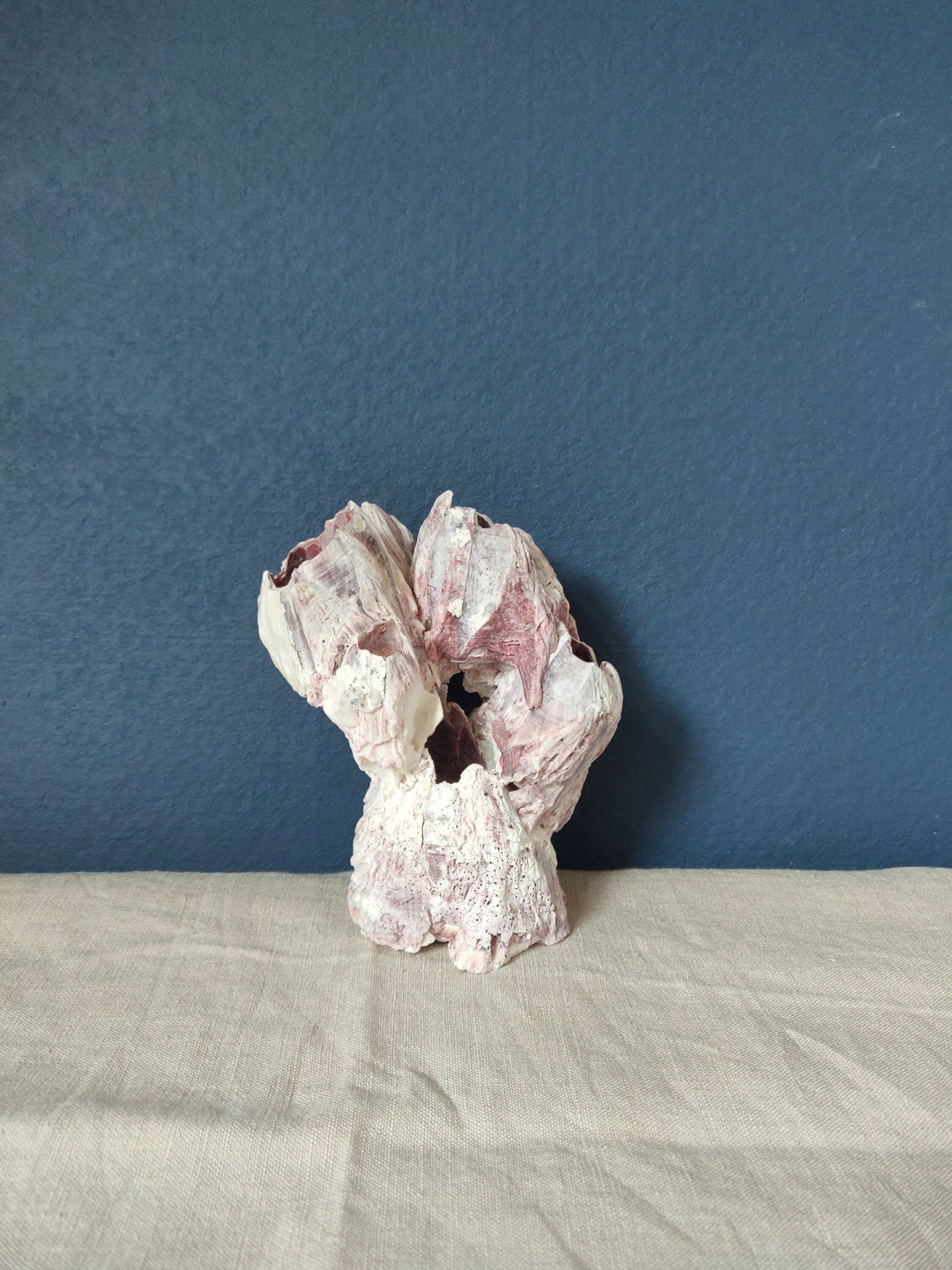 Natural Red / Purple Barnacle Cluster / Sea Shell Natural Display ...