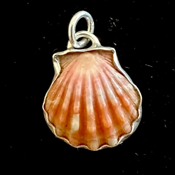 Sunrise Shell - Etsy