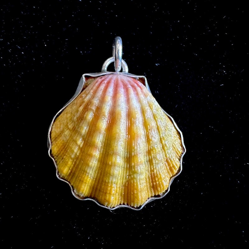 Sunrise Shell - Etsy