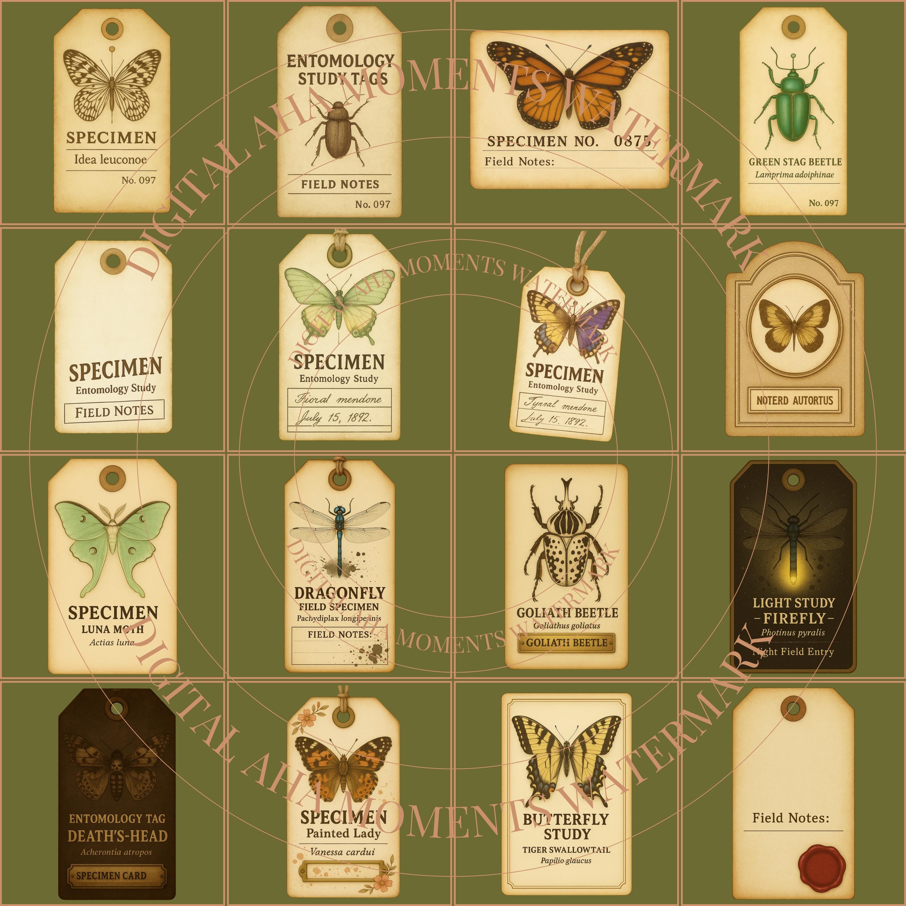 Entomology Tags Kit – Butterfly, Beetle & Moth Specimen Labels | Junk ...