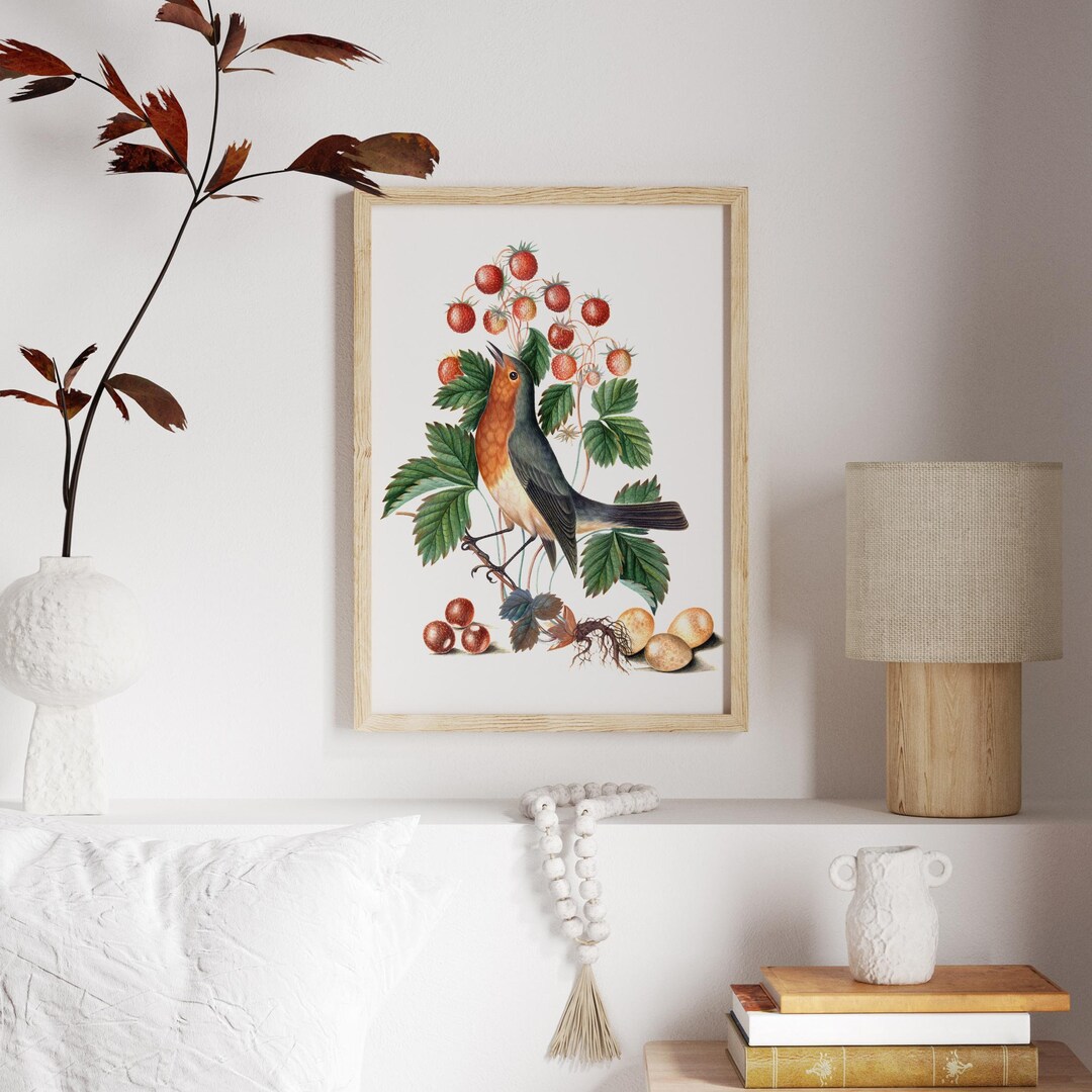 European Robin by Anna Blackburne Print | Vintage Bird Illustration ...