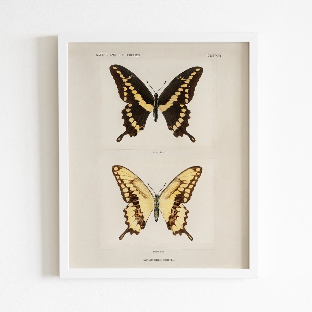 Papilio Cresphontes Butterfly Print | Vintage Scientific Insect ...