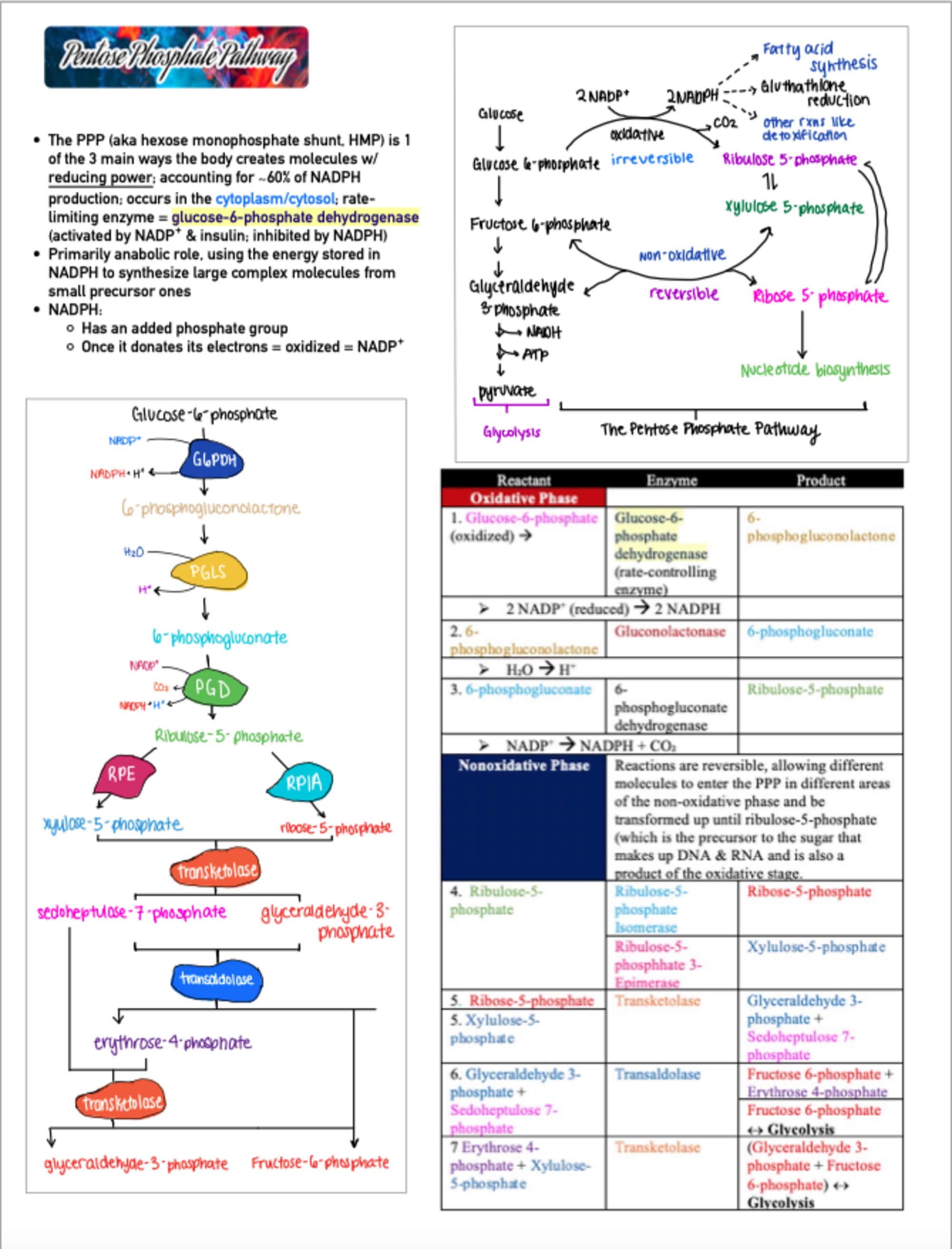 2025-2026 Comprehensive MCAT Study Guide- Sale - Etsy