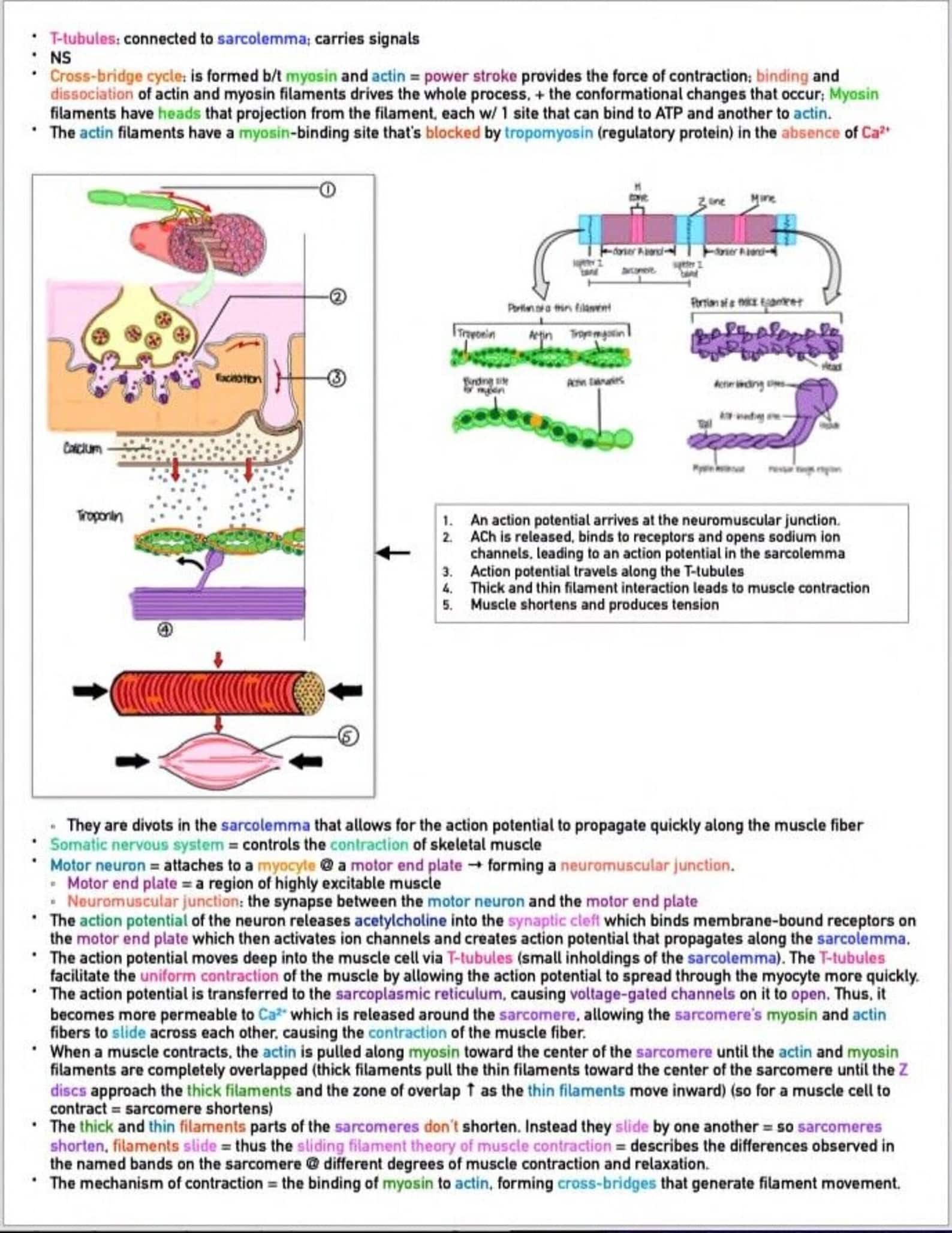 2023 Comprehensive MCAT Study Guide - Etsy
